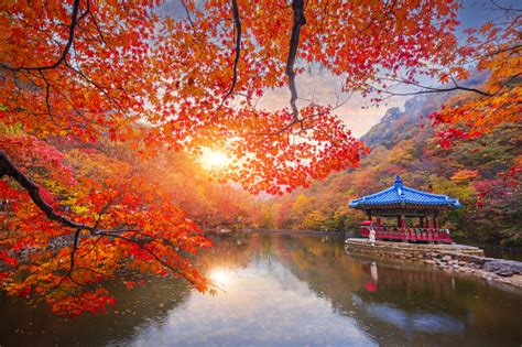 해질녘 작은 제방 한가운데에 있는 파빌리온과 한국 내장산 국립공원의 화려한 단풍 한국에 대한 스톡 사진 및 기타 이미지 한국 단풍나무속 가을 Istock