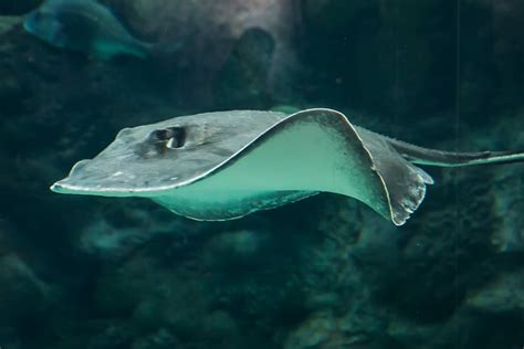 Aquarium Wedding Popsugar Love And Sex