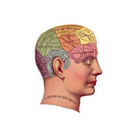 Vintage Aesthetic Mind Brain Anatomy Psychology Picture Of Good Health