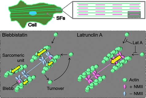 Actin Polymerization Plos One