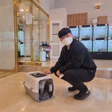 천안 2022 0049 코리안숏헤어 콩순이 책임분양 고양이보호소 유기견보호소 유기묘보호소 비숑프리제책임분양 포메라니안책임분양