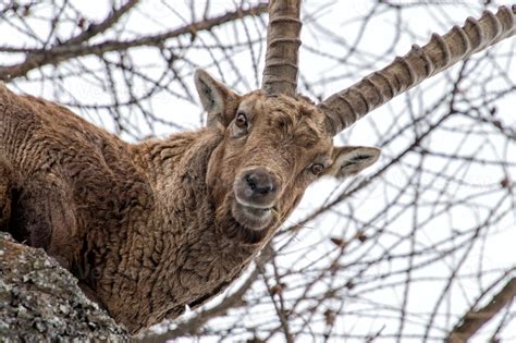 Steinbock On Rock Close Up Portrait 12205252 Stock Photo At Vecteezy