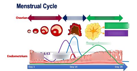 Menstrual Cycle Chart Diagram Quizlet