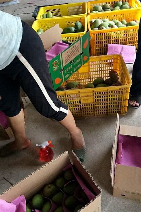 我為革命老區百色田東的芒果果農阮金陸代言 每日頭條