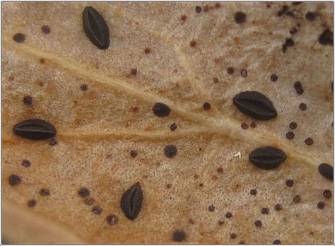Fungi Hypoderma Hederae