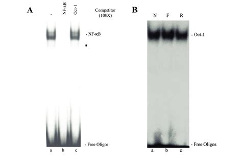 A Emsa Using Pbmc Proteins From The Fhf Patients With A 32 P Labeled