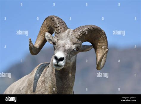 Mouflon Goat At Glacier National Park USA Stock Photo Alamy