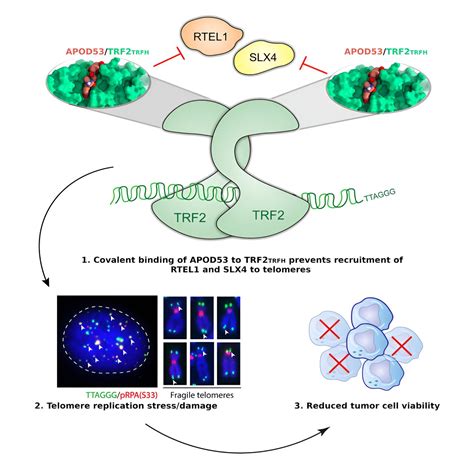 Telomerase Determinants Of Telomere Length Across Human Tissues