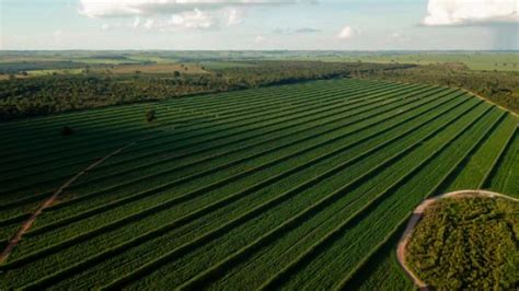 Cultivo Da Cana De Açúcar 7 Lições De Sustentabilidade
