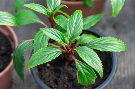 Seedling Flower Impatiens Balsamina Newguinea Cultivation In Flowerpots
