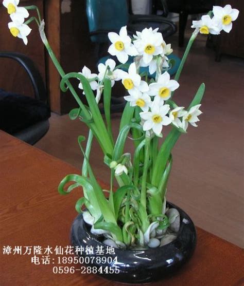 贵州像水仙头的花 长在路边很像水仙 贵州有种水仙花一样的 大山谷图库