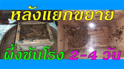 ทดลองเลี้ยงผึ้งชันโรงขนเงิน ผึ้งจิ๋ว Ep2 วันที่ 2 4 หลังแยกขยายพันธุ์