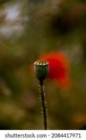 Naked Poppy Town Siurana Stock Photo 2084417971 Shutterstock