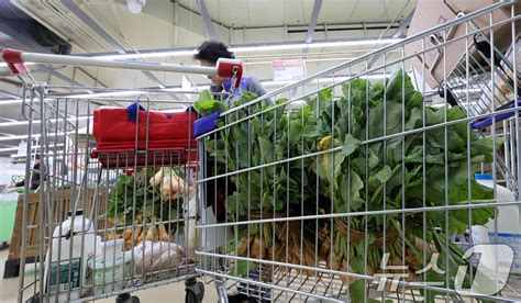 가을무 재배면적 역대 최소알타리무 구매하는 시민들 뉴스1