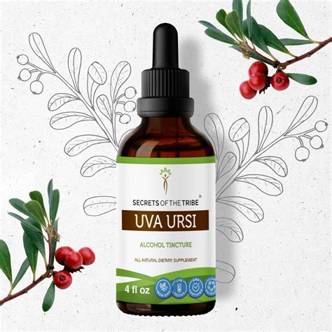 Uva Ursi Tincture Alcohol Extract Organic Uva Ursi Arctostaphylos Uva Ursi Urinary System Uva Ursi Tincture Alcohol Extract Organic Uva Ursi Arctostaphylos Uva Ursi Urinary System