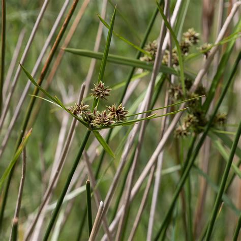 Stiff Leaved Flat Sedge From Belair Sa 5052 Australia On November 04 2019 At 0335 Pm By Kym