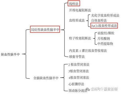 脑卒中动物模型构建详解 知乎