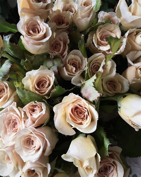 Amanda Luu Ivanka Matsuba Flowering In San Francisco