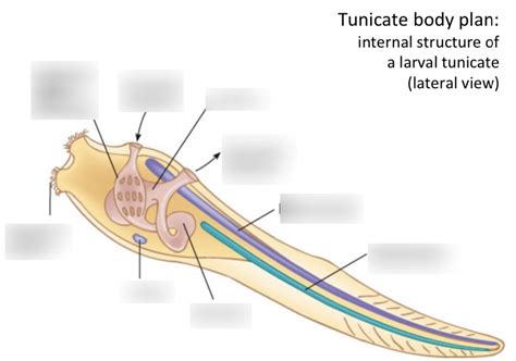 Tunicate Body Plan Internal Structure Of A Larval Tunicate Lateral