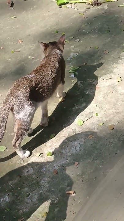 বিড়াল টা 🥰 Biutyful Love Biutiful Catlovers Youtube