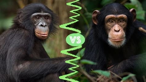 Chimpanzees Vs Bonobos Whats The Difference