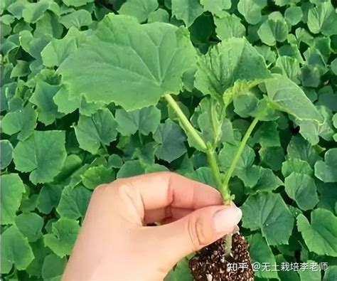 俗话说“苗好三成收”，和大家分享一下几种蔬菜秧苗的壮苗标准 知乎