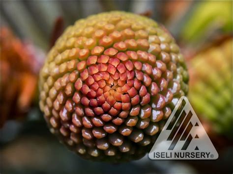 Picea Spruce Iseli Nursery