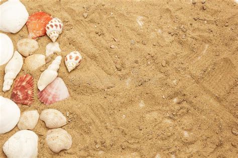 The Idea For Putting Text In The Summer Which Consists Of Shells