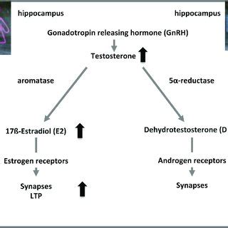 Schematic Drawing Of Our Results On Sex Specific Roles Of SN In Download Scientific Diagram