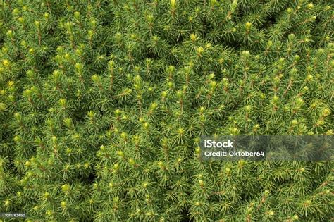 침 엽 수 나무의 분기 합니다 배경색 또는 질감으로 이상적입니다 크리스마스 또는 새 해에 대 한 사진에 대 한 사용할 수 있습니다 분기의 끝에 젊은 쏘고 있습니다 0명에