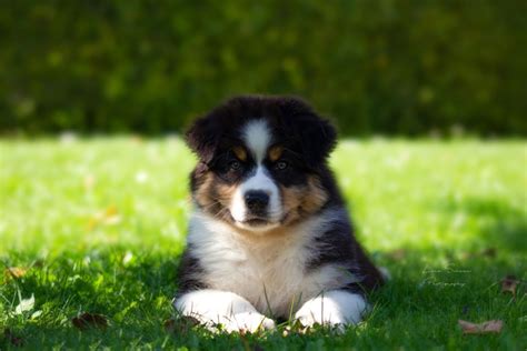 Unsere Hunde Australian Shepherd Shadow Valley Aussies