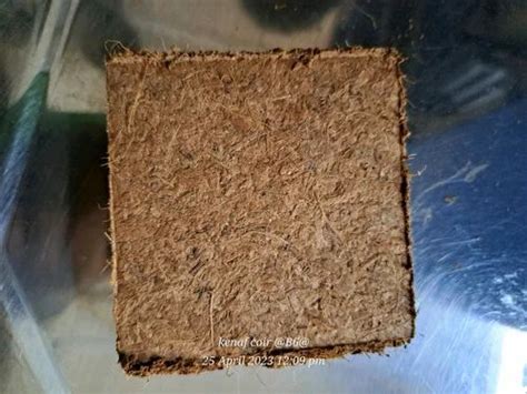 Brown Coco Coir Grow Cube At ₹ 12 Piece In Coimbatore Id 2852953497491