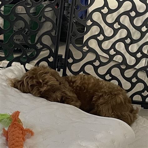 8개월된 말티푸 입양하실분 구합니다 유기견 무료분양 And 강아지 고양이 입양 사이트 유기견보호센터