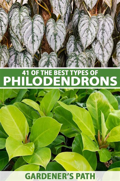 41 Exceptional Philodendron Varieties Gardeners Path
