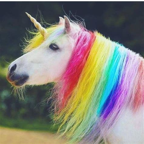 Единорог в 2020 г Разноцветные животные Милые рисунки Белые волки