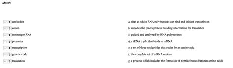 Solved Match Anticodon A Sites At Which Rna Polymerases