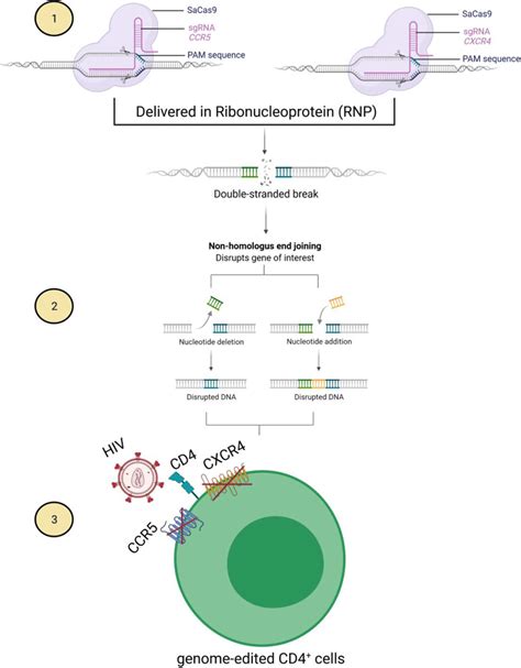 Knockout Gene Meaning At Ruben Lefebvre Blog