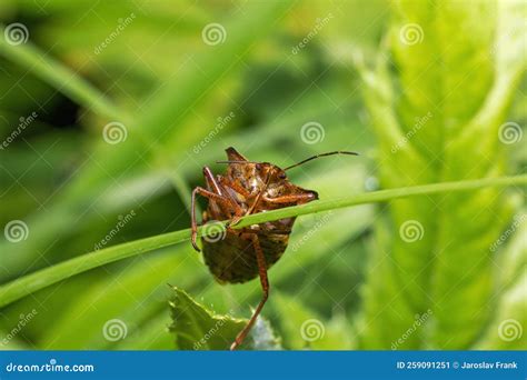 Red Legged Shieldbug Is Climbing A Blade Of Grass Stock Image Image Of Plant Black 259091251