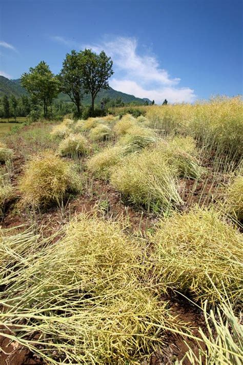 油菜籽批发 西藏拉萨城关区菜籽 4 50元 斤油菜籽 一亩田