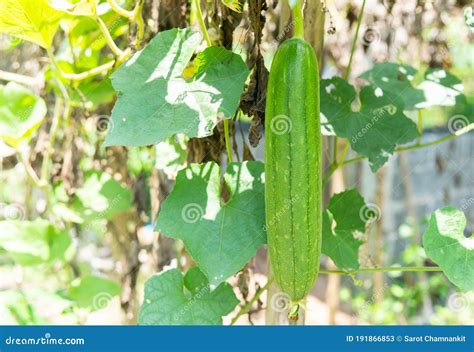 Sponge Gourd Smooth Loofah Vegetable Sponge Gourd Towel Green Fruit