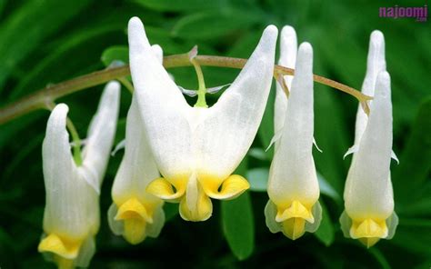 Красивые фотографии цветов Fotorelax