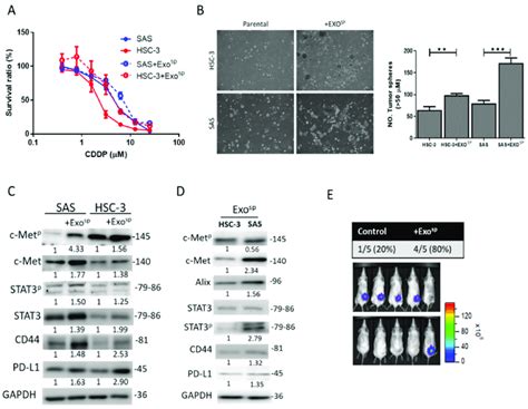 Tumorsphere Derived Exosomes Exo Sp Promoted The Expression Of