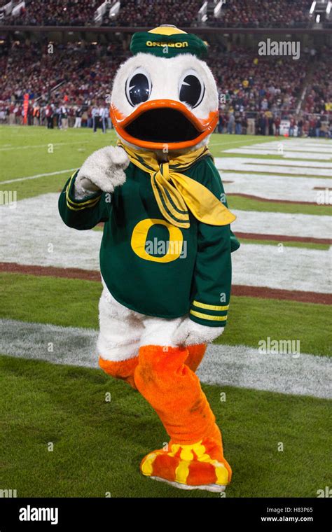 Nov 12 2011 Stanford Ca Usa The Oregon Ducks Mascot Celebrates