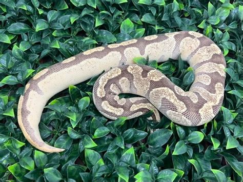 Adult Od Enchi Fire Female Ball Python By Fireball Reptiles
