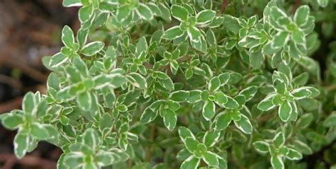 Natural Cough Remedies For Persistent Dry Coughs Ag खांसी के