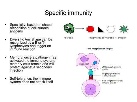PPT The Immune System PowerPoint Presentation Free Download ID