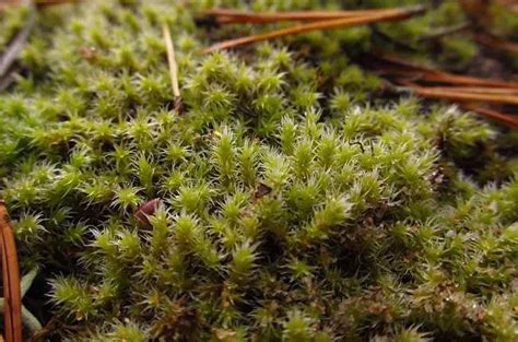 Top 16 Mosses For Indoor Plants And Living Wall Askgardening