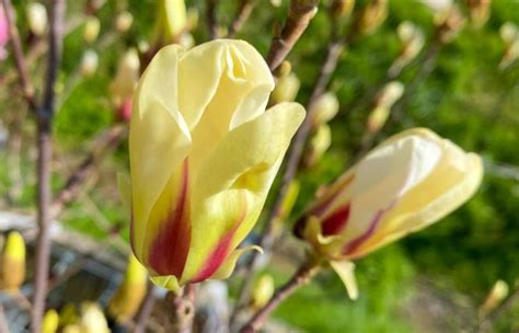 Magnolia 'Sunrise'