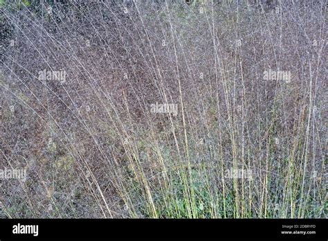 Hairawn Muhly Muhlenbergia Capillaris Called Gulf Muhly Also Stock