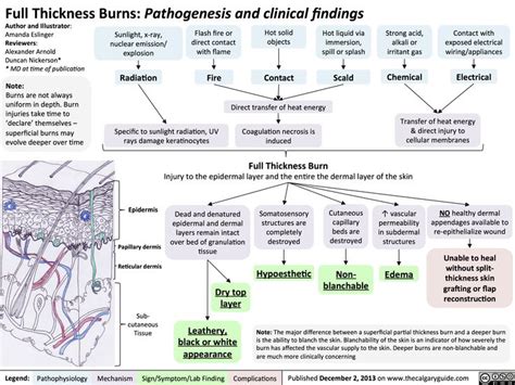 Full Thickness Burns Pathogenesis And Clinical Findings Calgary Guide Nurse Teaching